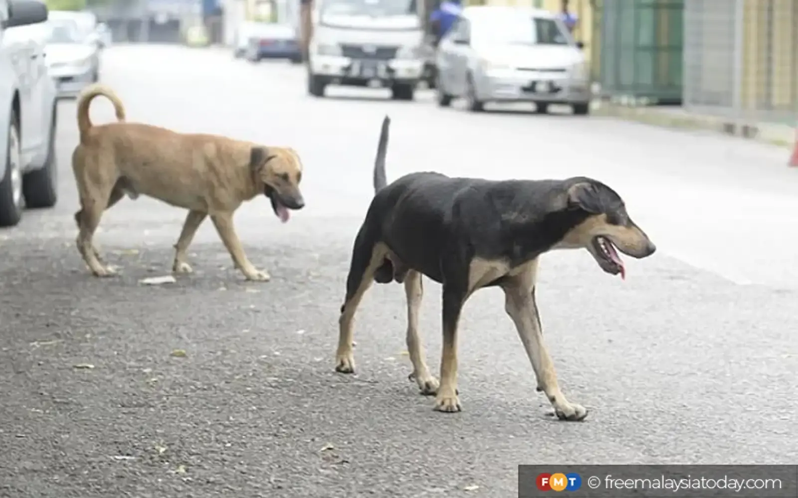 Course on culling stray dogs earns backlash for animal advocacy group