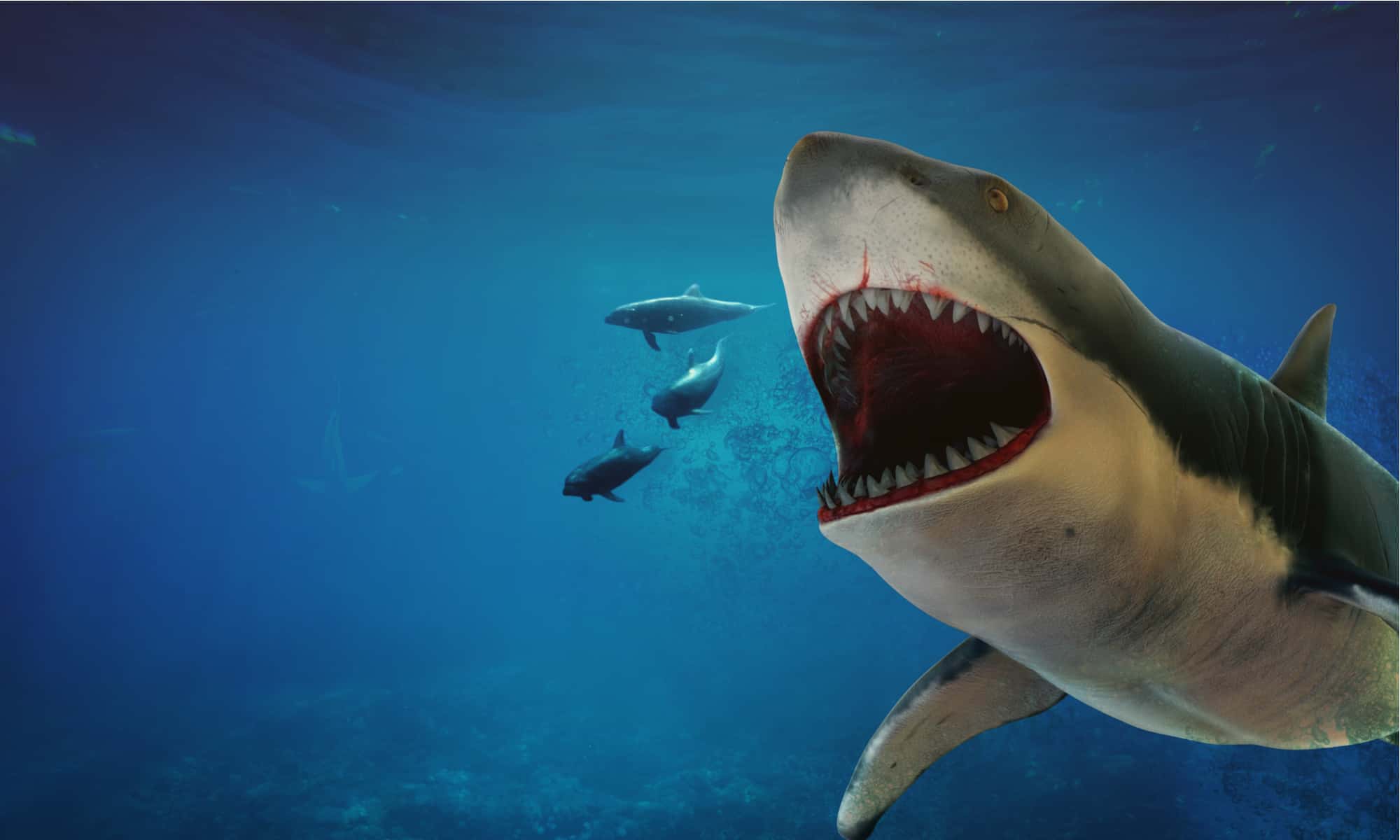 The Massive Size of the Megalodon