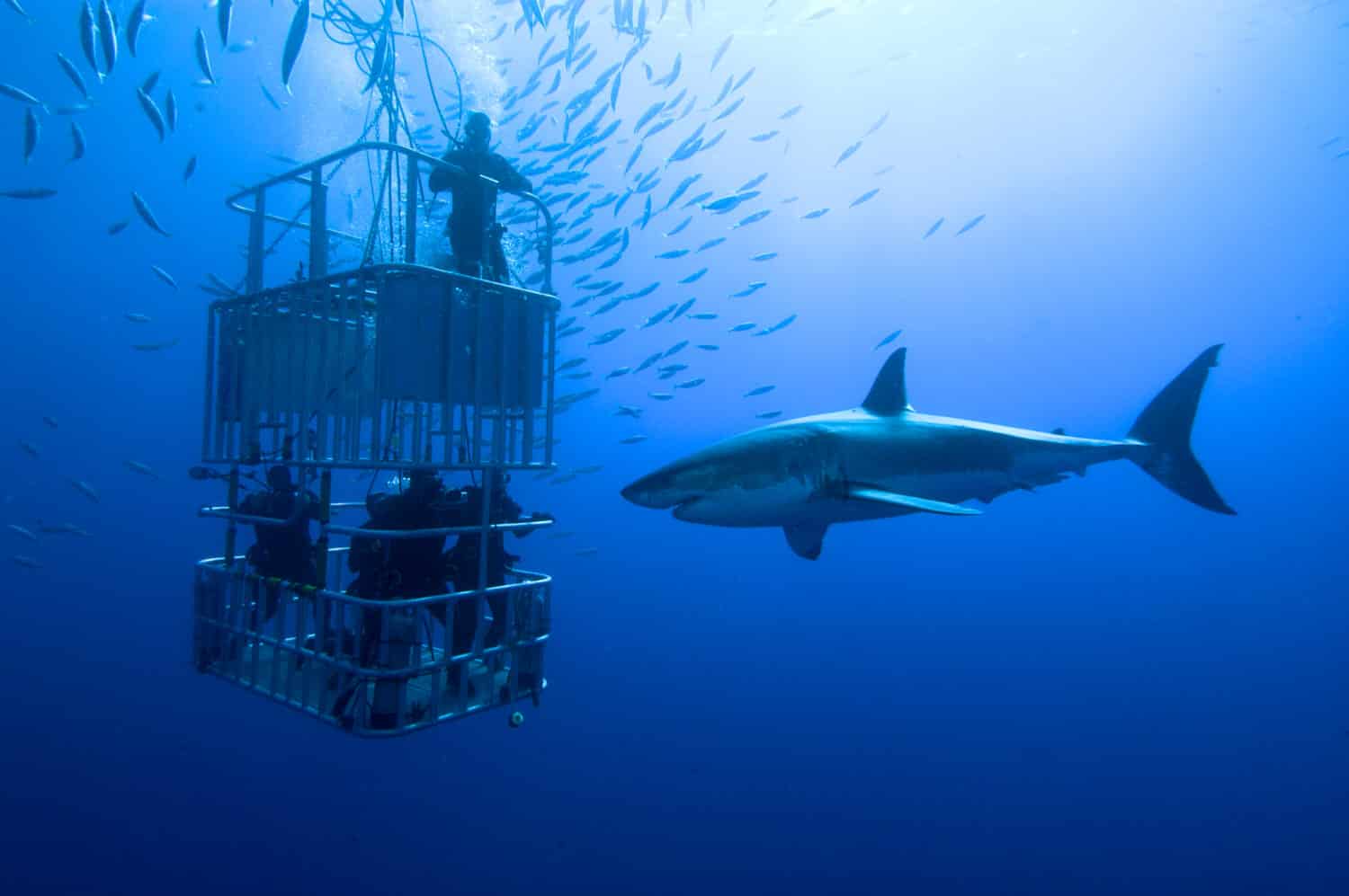 5 animals that could take down a great white shark