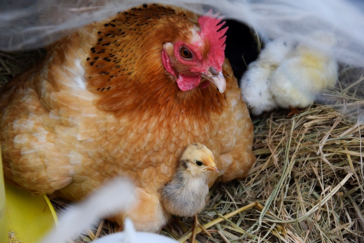 Ovos de aves pelo mundo: tamanhos, cores e curiosidades
