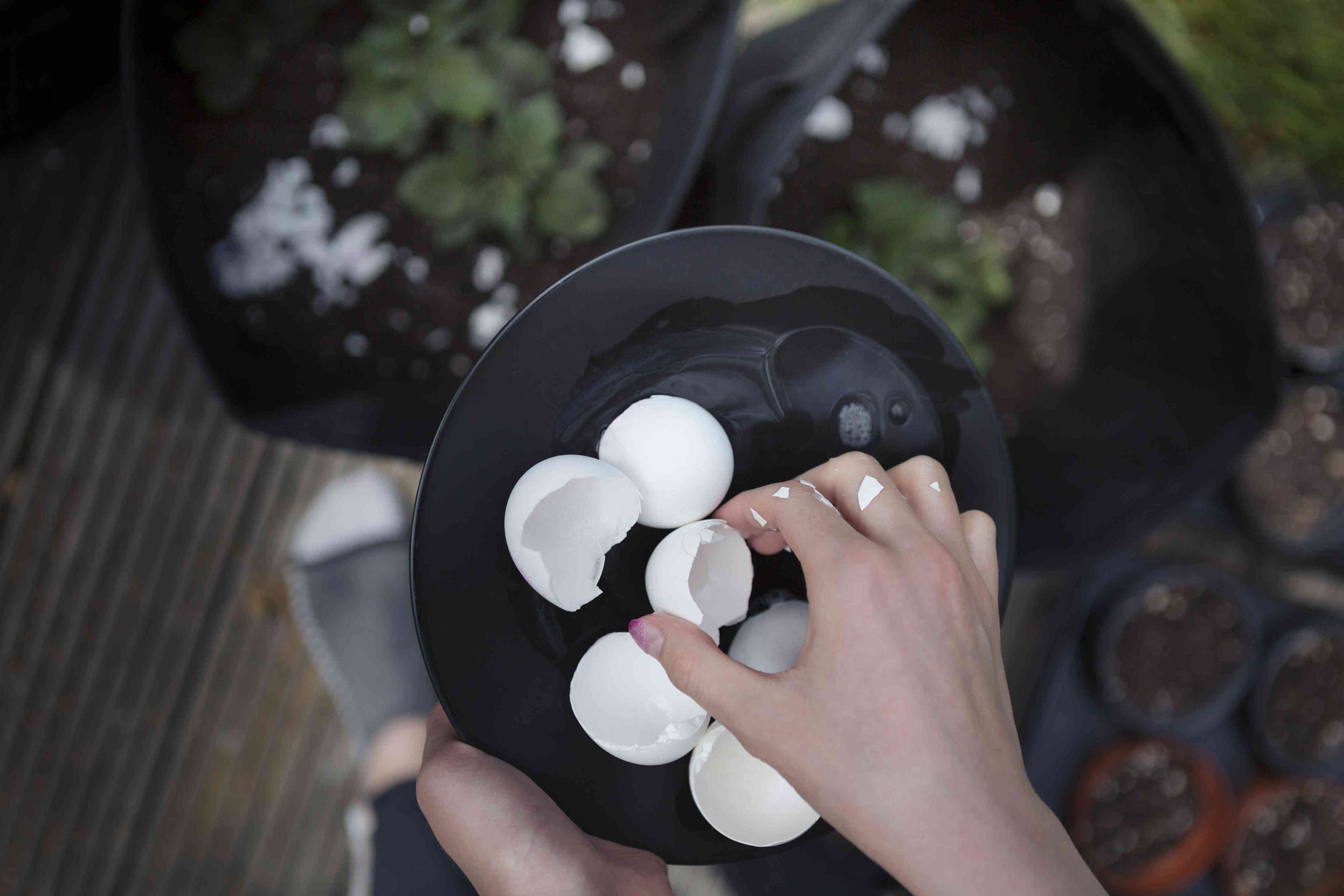 Here's Why You Shouldn't Put Broken Up Eggshells Directly In Your Soil