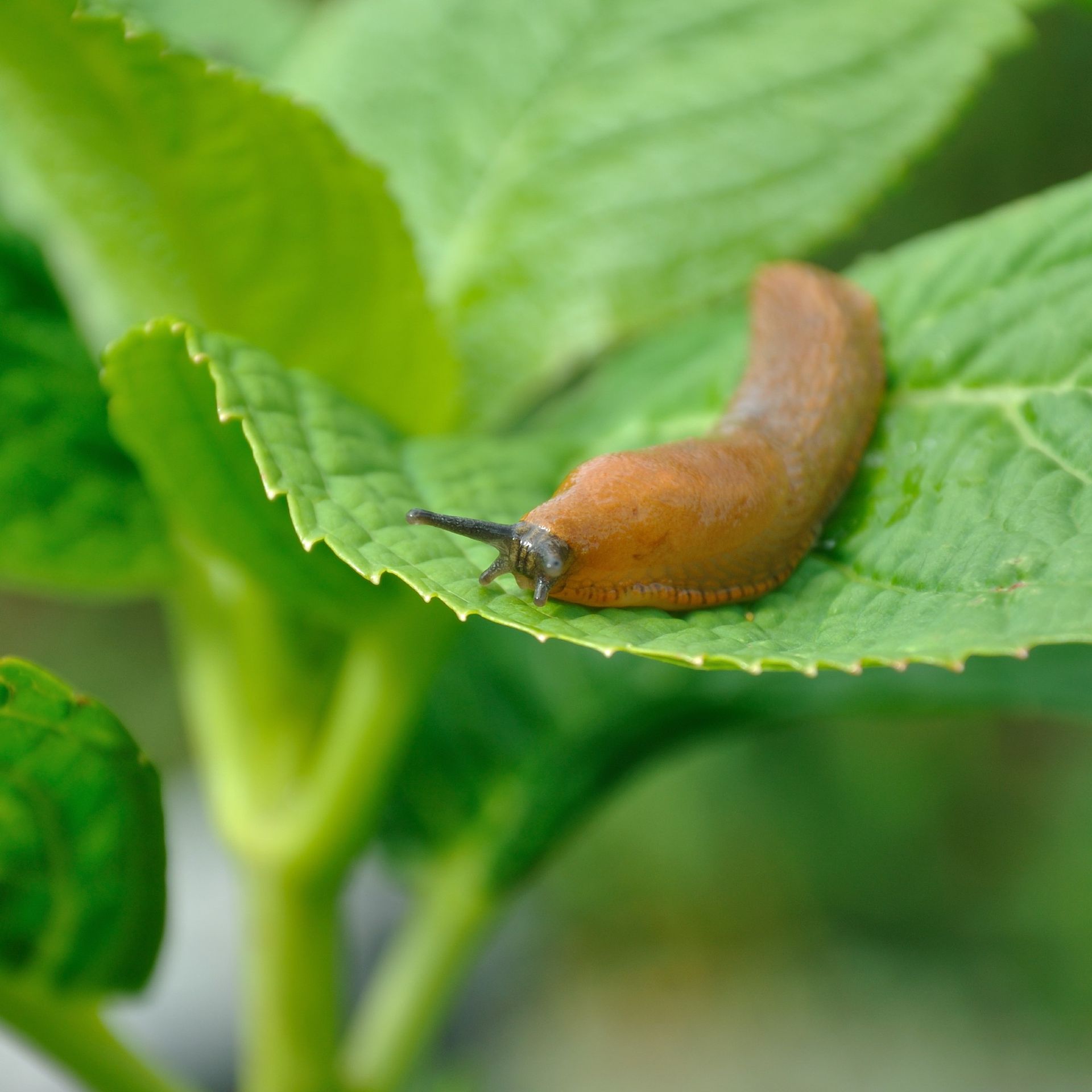 This simple and humane method will stop slugs eating your prize plants ...