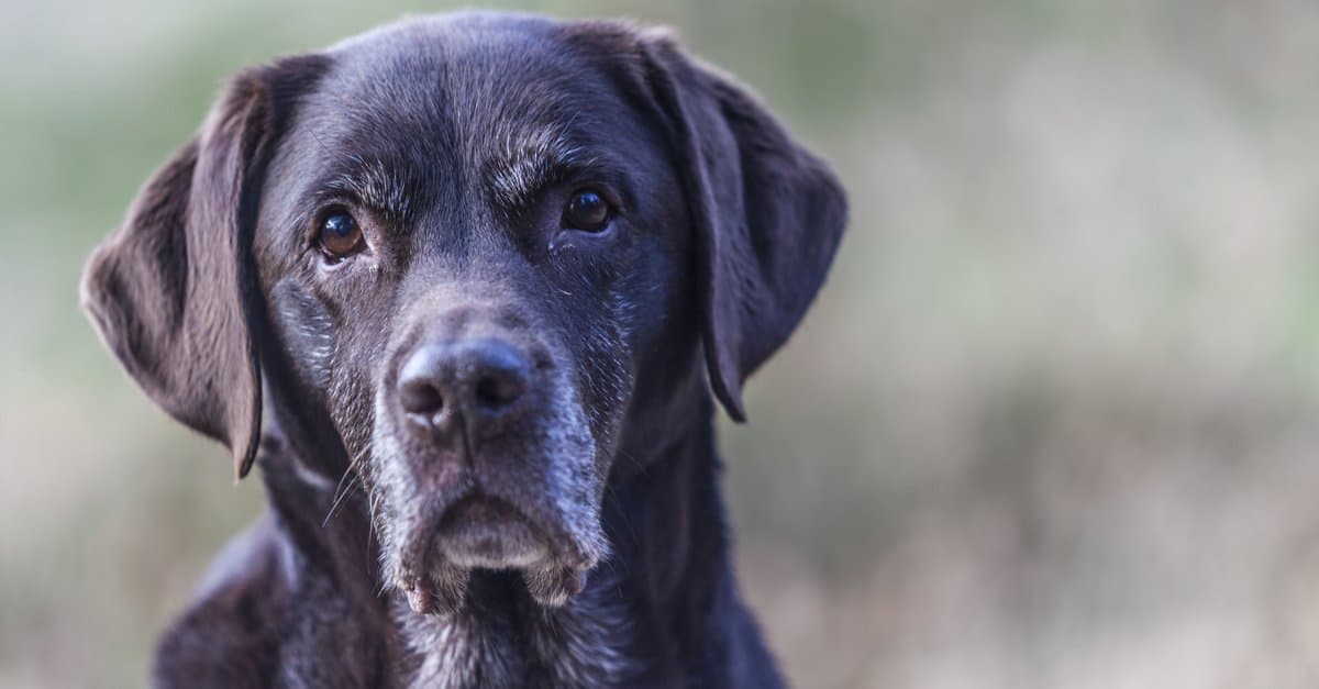 Chesapeake Bay Retriever vs Labrador Retriever: What’s the Difference?