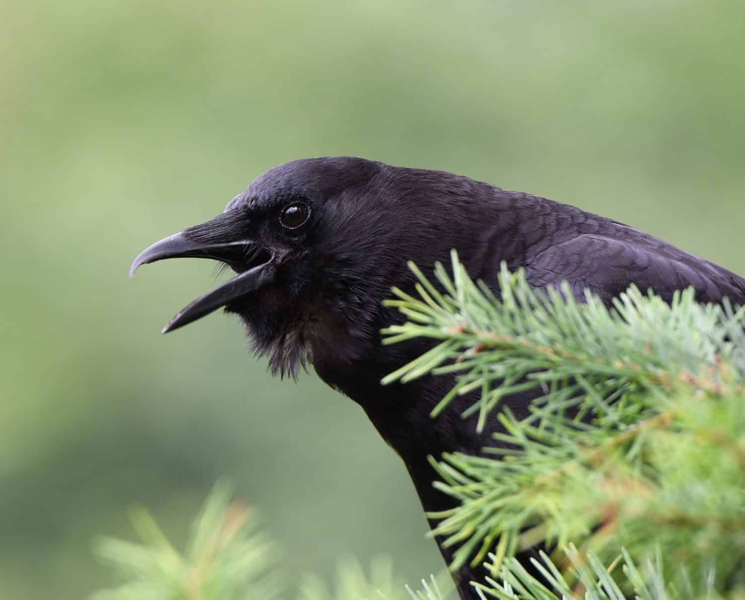 8 Effective Methods to Attract Crows to Your Yard