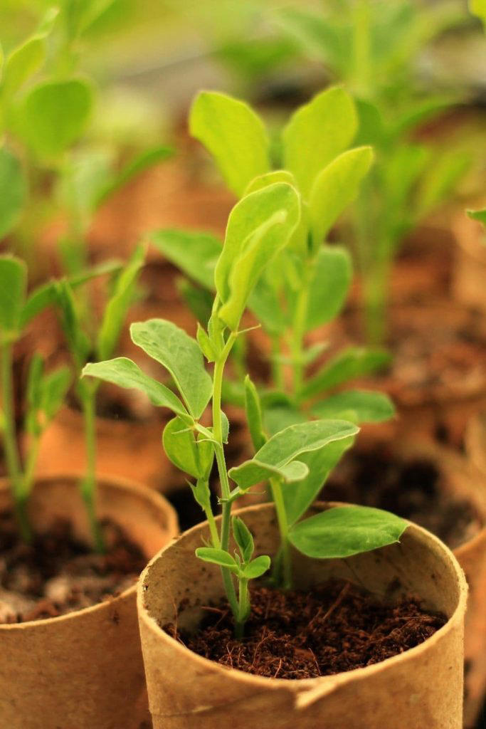How to Harden Off Seedlings: 10 Crucial Days for Garden Success