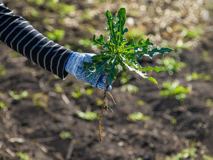 Disteln entfernen: Die besten Tipps gegen Unkraut im Garten