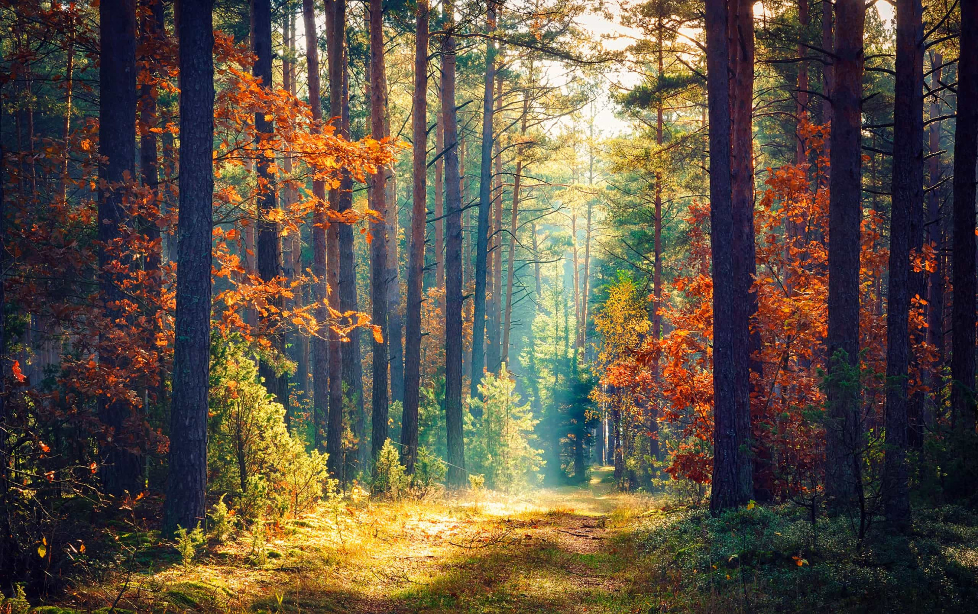 Discover the benefits of forest bathing