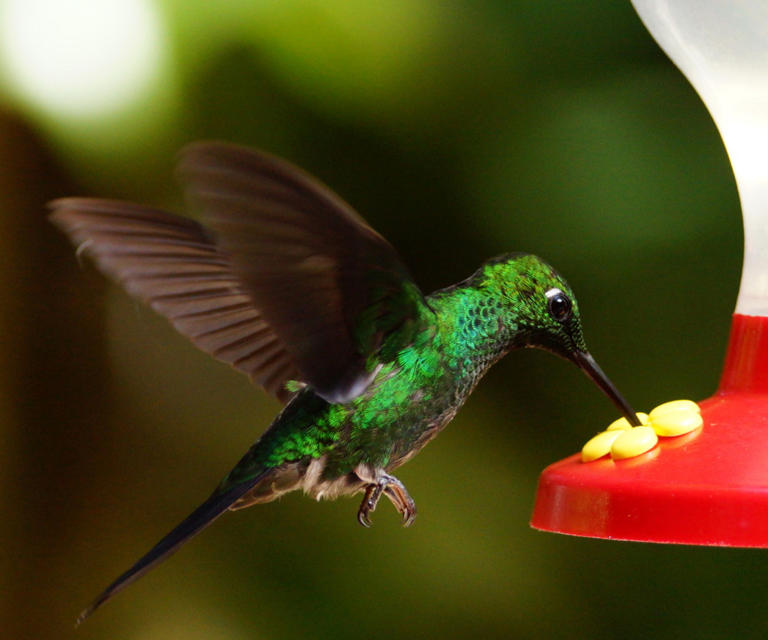 Beware of hummingbird houses – why you should avoid this product, and ... Beware of hummingbird houses – why you should avoid this product, and ...