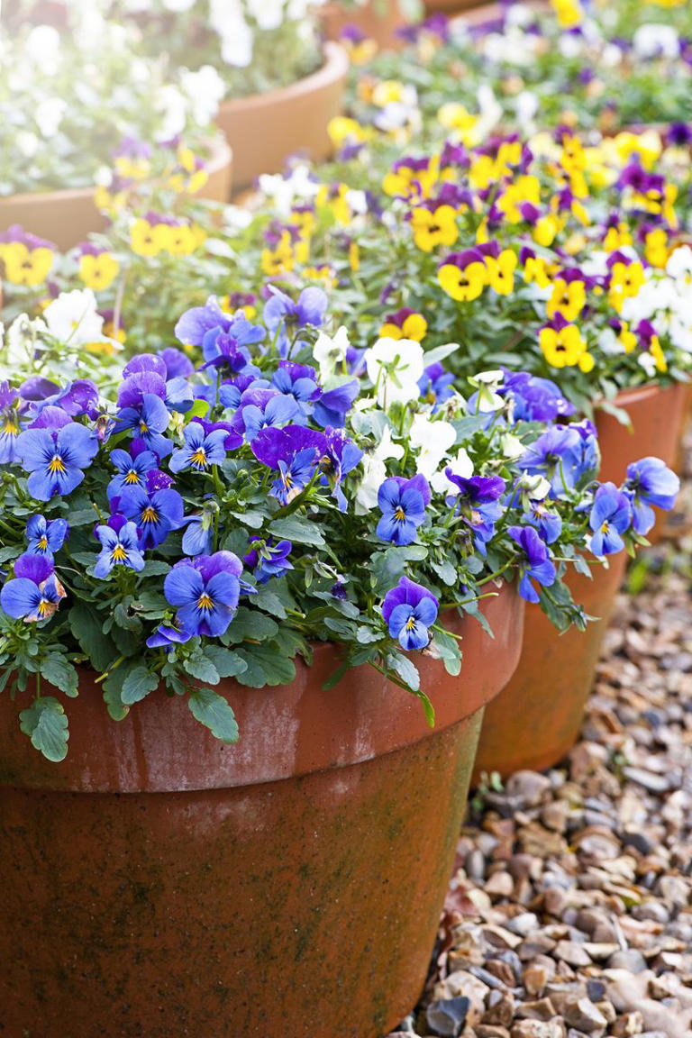 Some Plants Do Better in Containers—Here's Why