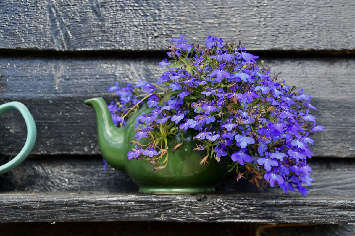 55 Favorite Container Plants and Ideas for Your Potted Garden Oasis