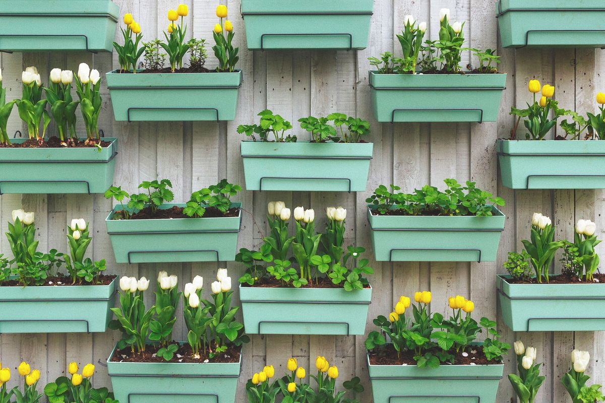 55 Favorite Container Plants and Ideas for Your Potted Garden Oasis