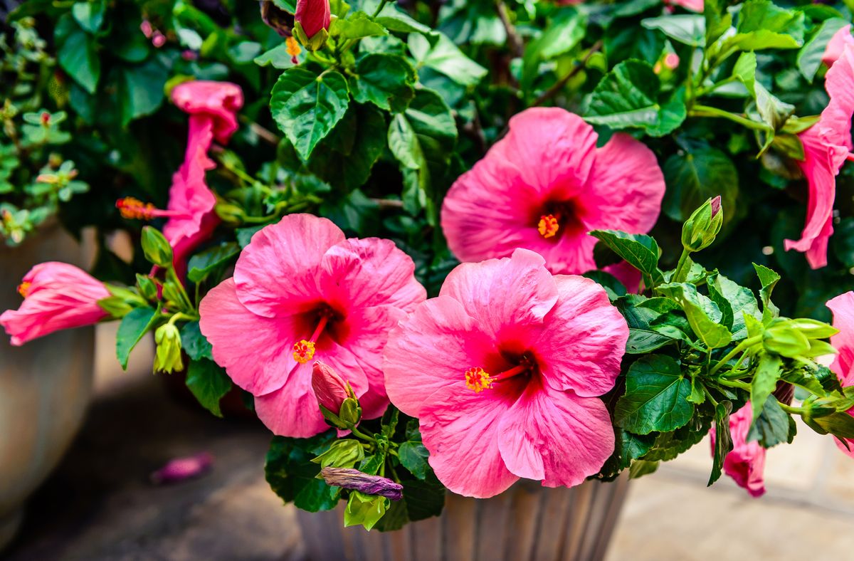 55 Favorite Container Plants and Ideas for Your Potted Garden Oasis