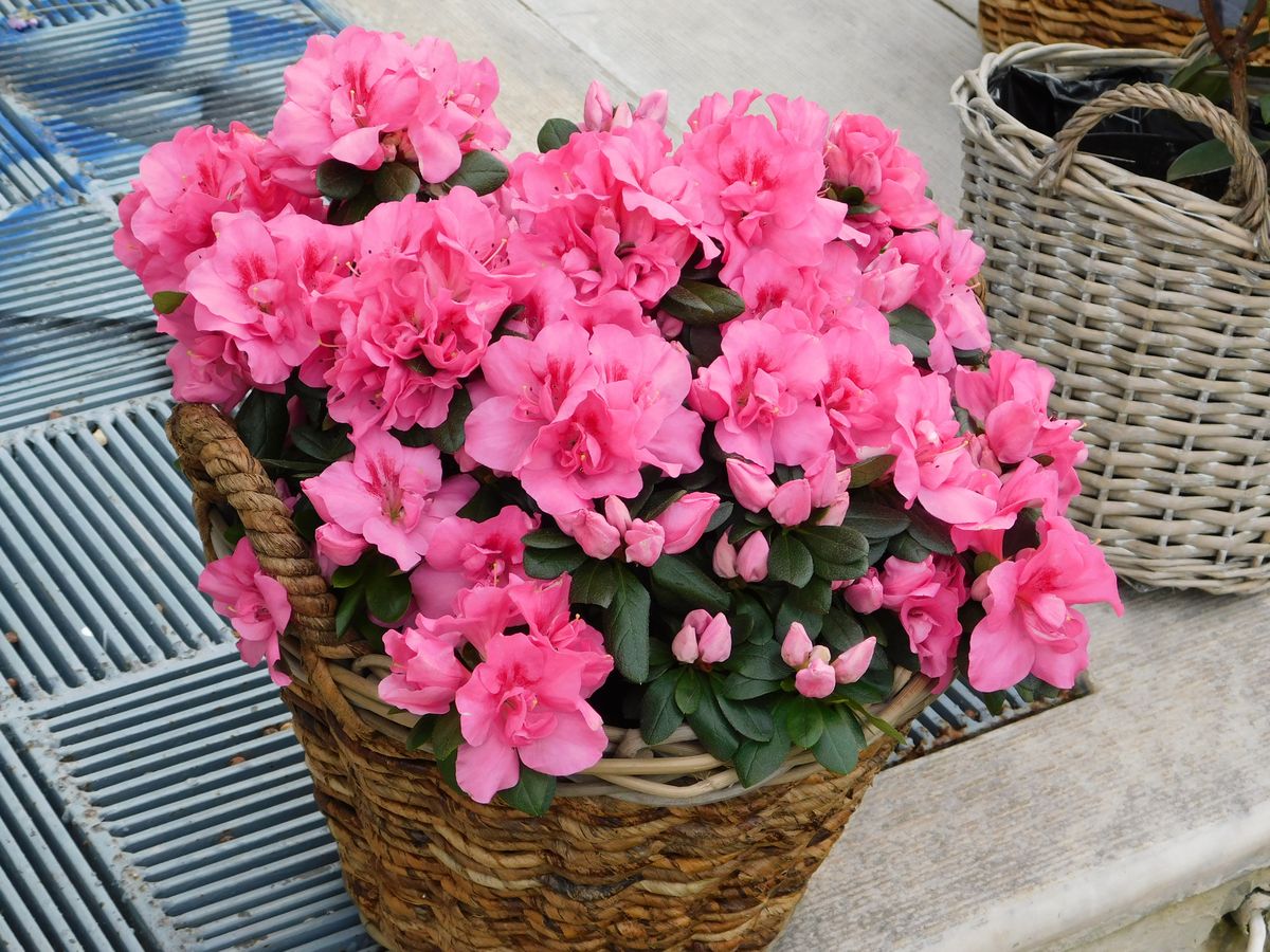 55 Favorite Container Plants and Ideas for Your Potted Garden Oasis
