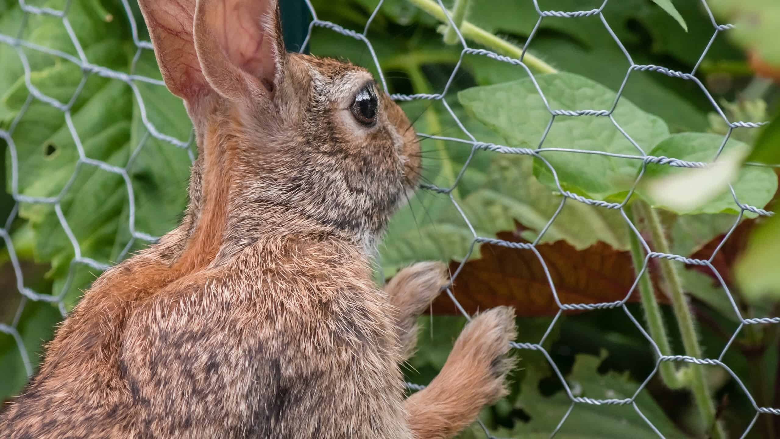 11 Plants That Repel and Keep Rabbits Out of Your Yard