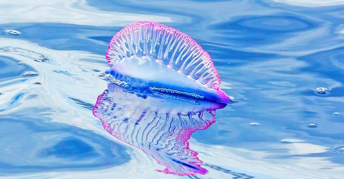 Don't touch that pool float: Meet the Portuguese man-of-war