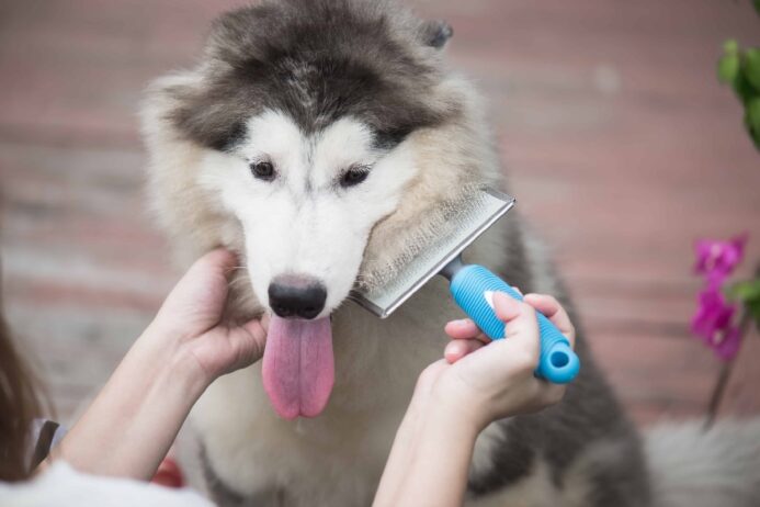3 essential benefits of proper dog grooming