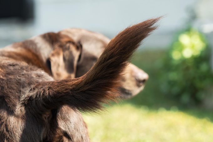 Dog Tail Meanings: 16 Secrets Your Dog Is Communicating with Its Tail