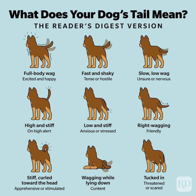 Dog Tail Meanings: 16 Secrets Your Dog Is Communicating with Its Tail