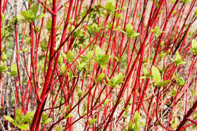 15 Fast Growing Shrubs to Beautify Your Yard and Add Privacy