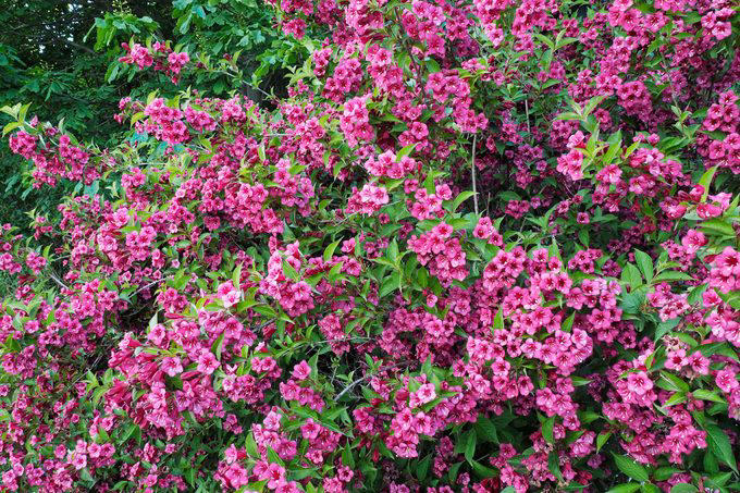 15 Fast Growing Shrubs to Beautify Your Yard and Add Privacy
