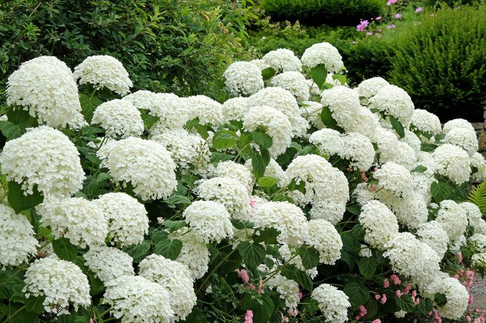 15 Fast Growing Shrubs to Beautify Your Yard and Add Privacy
