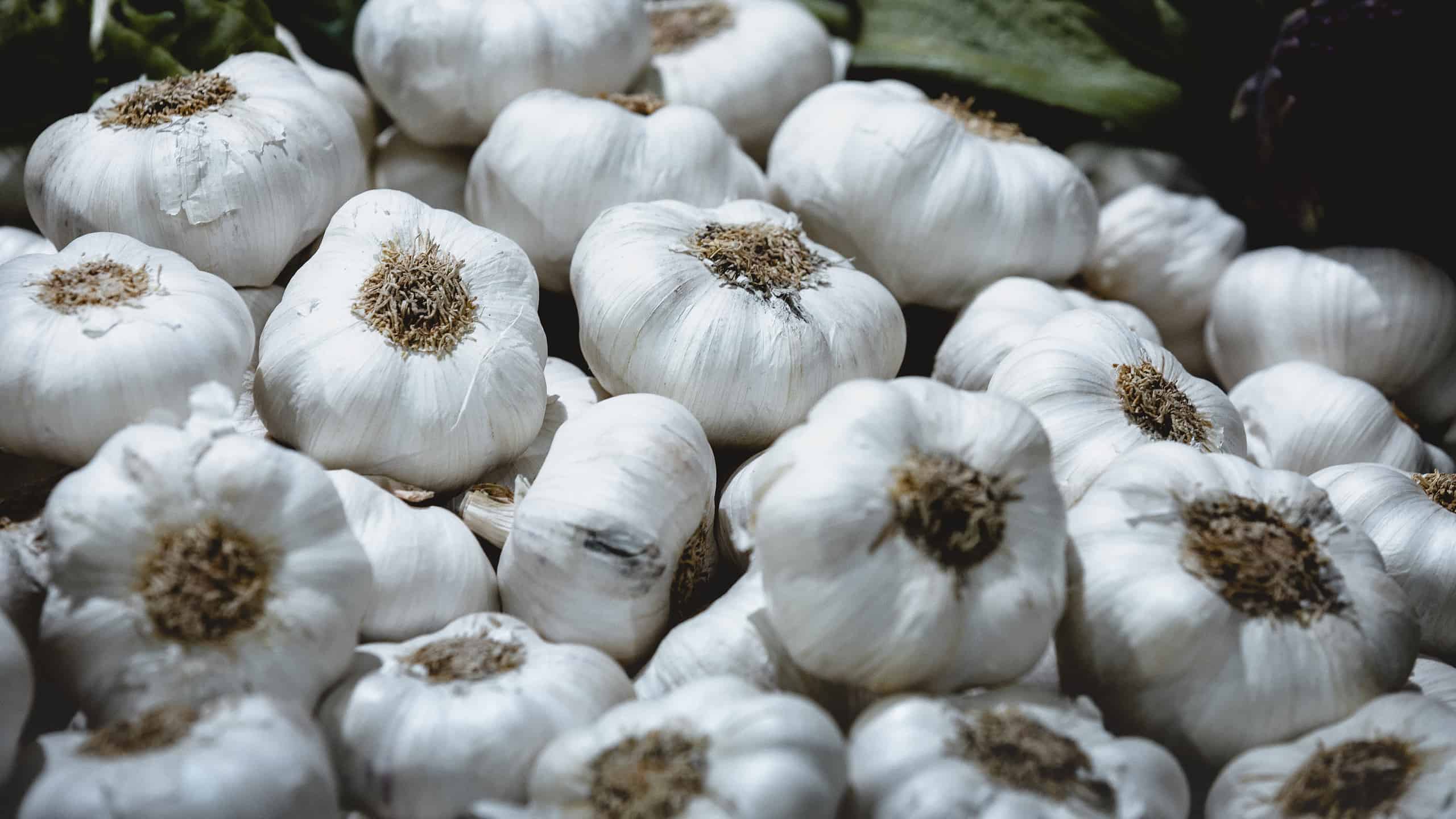 These Are the 16 Smells Rats Hate the Most