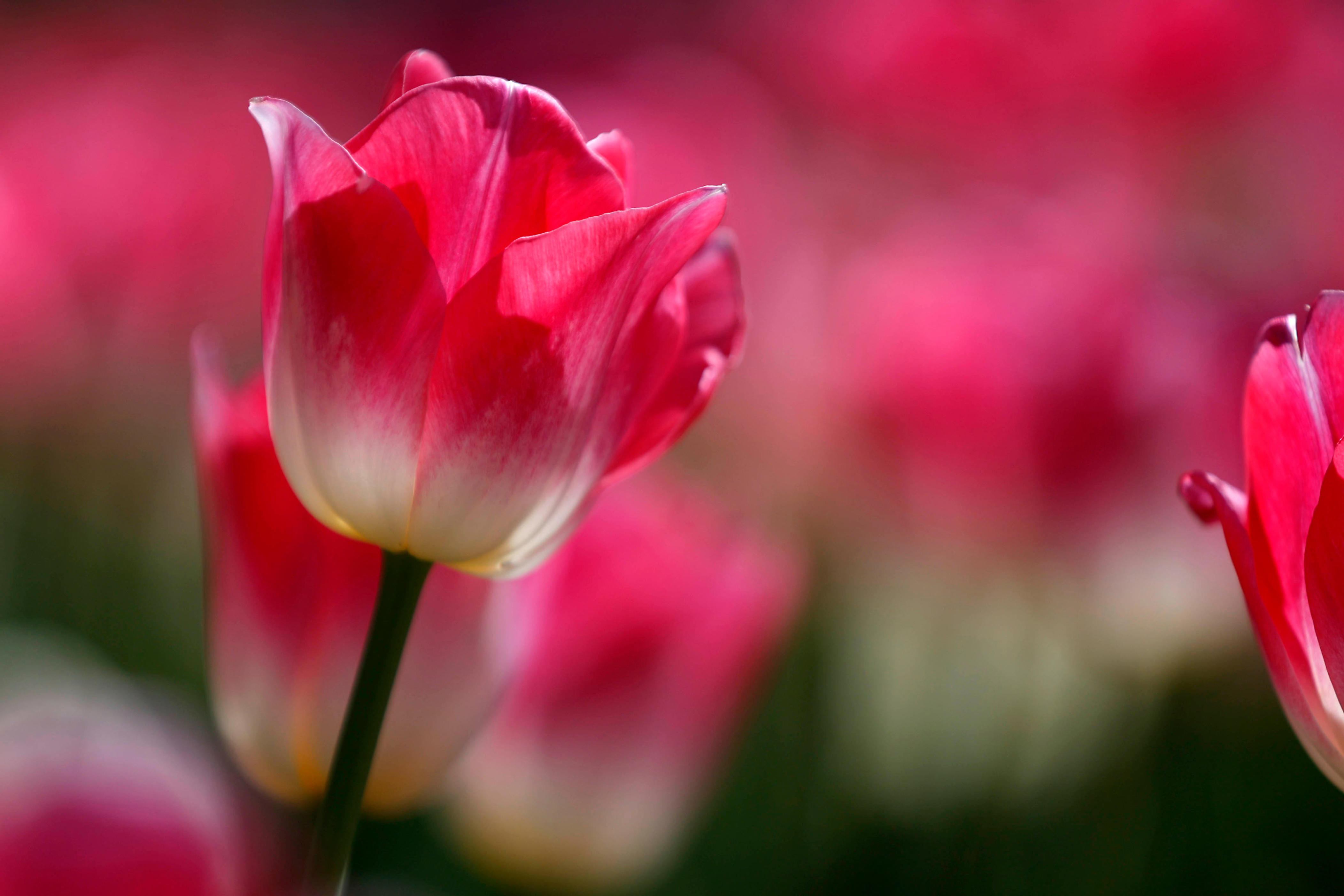 What is 'false spring,' and is Oklahoma experiencing one now? What to know