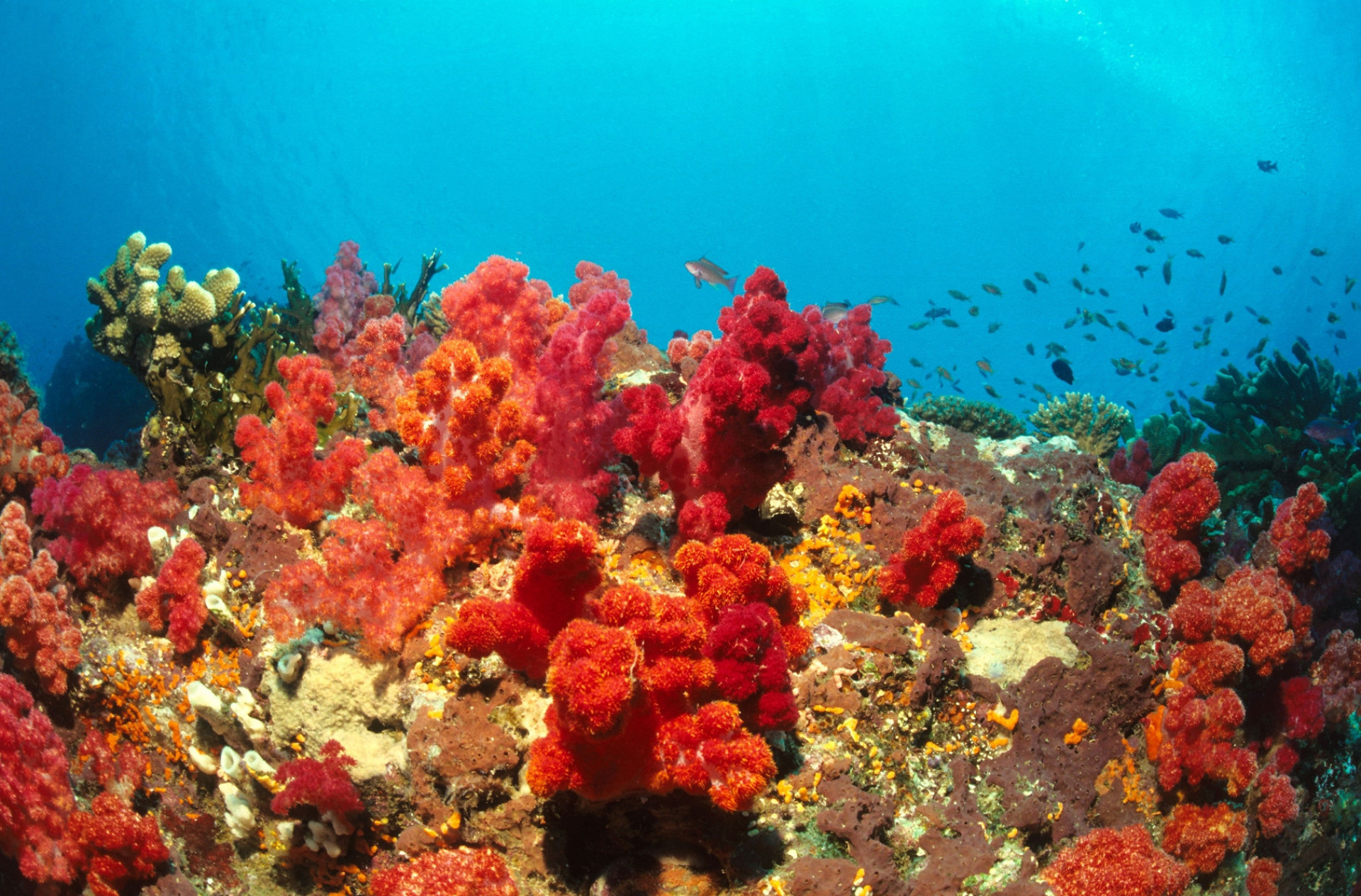 The world's most colorful coral reefs