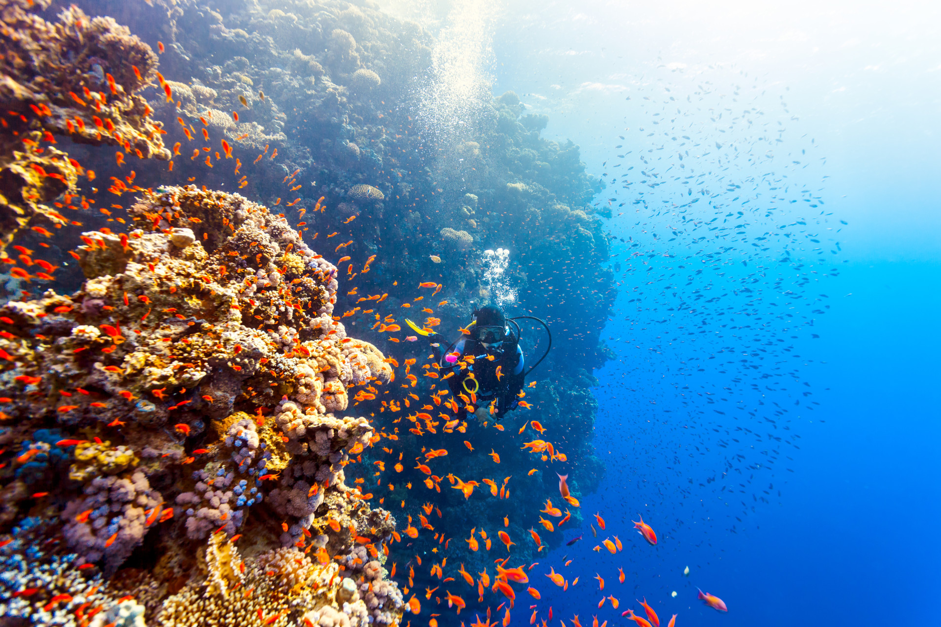 The world's most colorful coral reefs