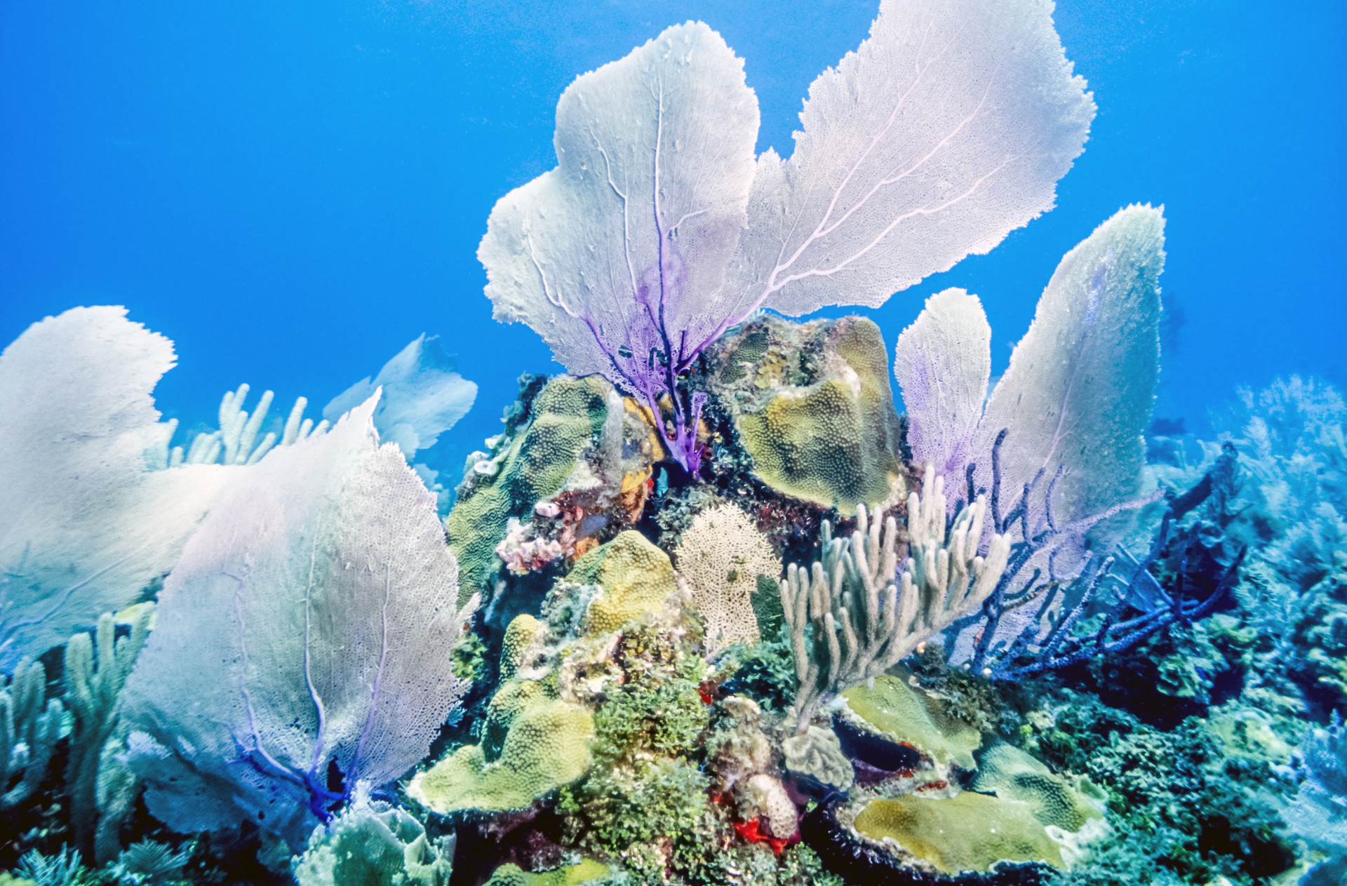 The world's most colorful coral reefs