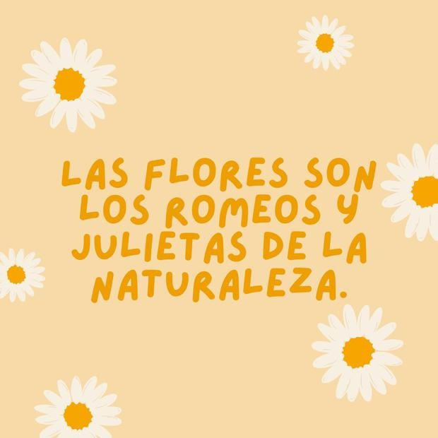 Frases para regalar Flores Amarillas: Dedicatorias e imágenes para ... Frases para regalar Flores Amarillas: Dedicatorias e imágenes para ...