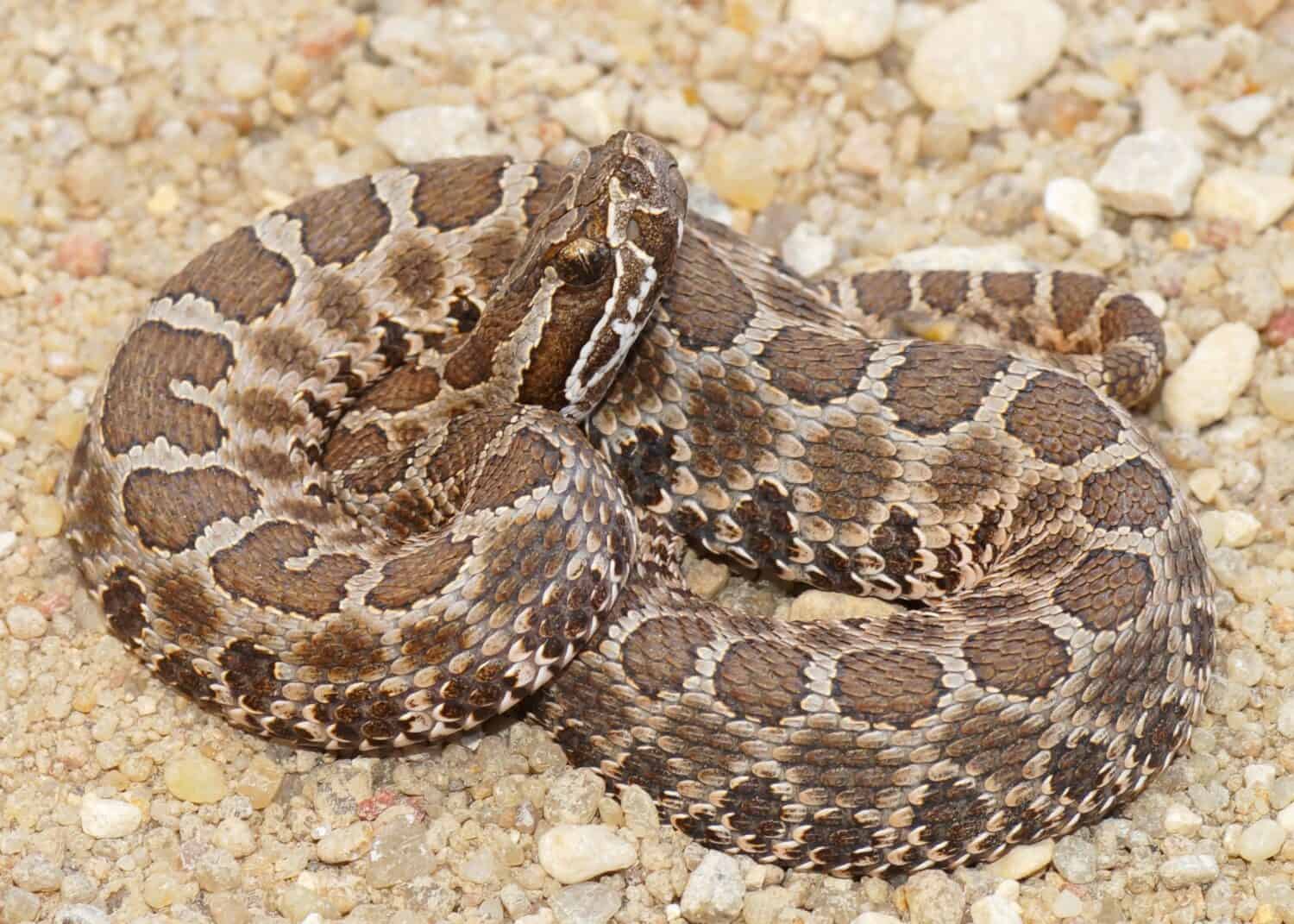 Incredible Rattlesnake Facts