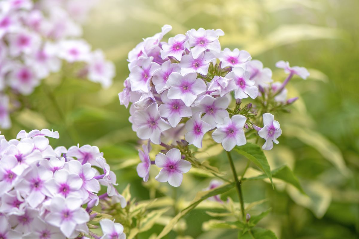 The 20 Most Beautiful Perennial Flowers to Plant in Your Garden