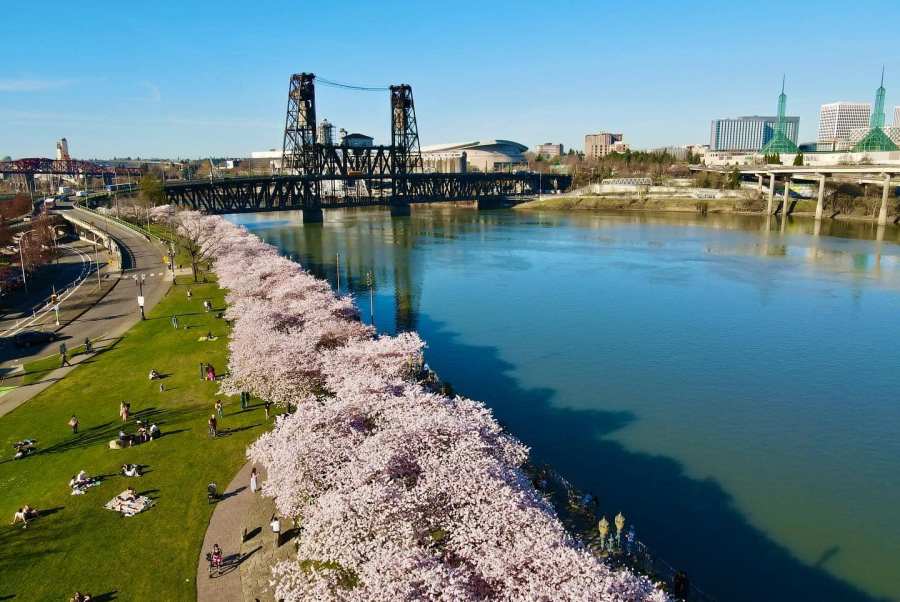 Cold weather delays cherry blossoms on Portland Waterfront