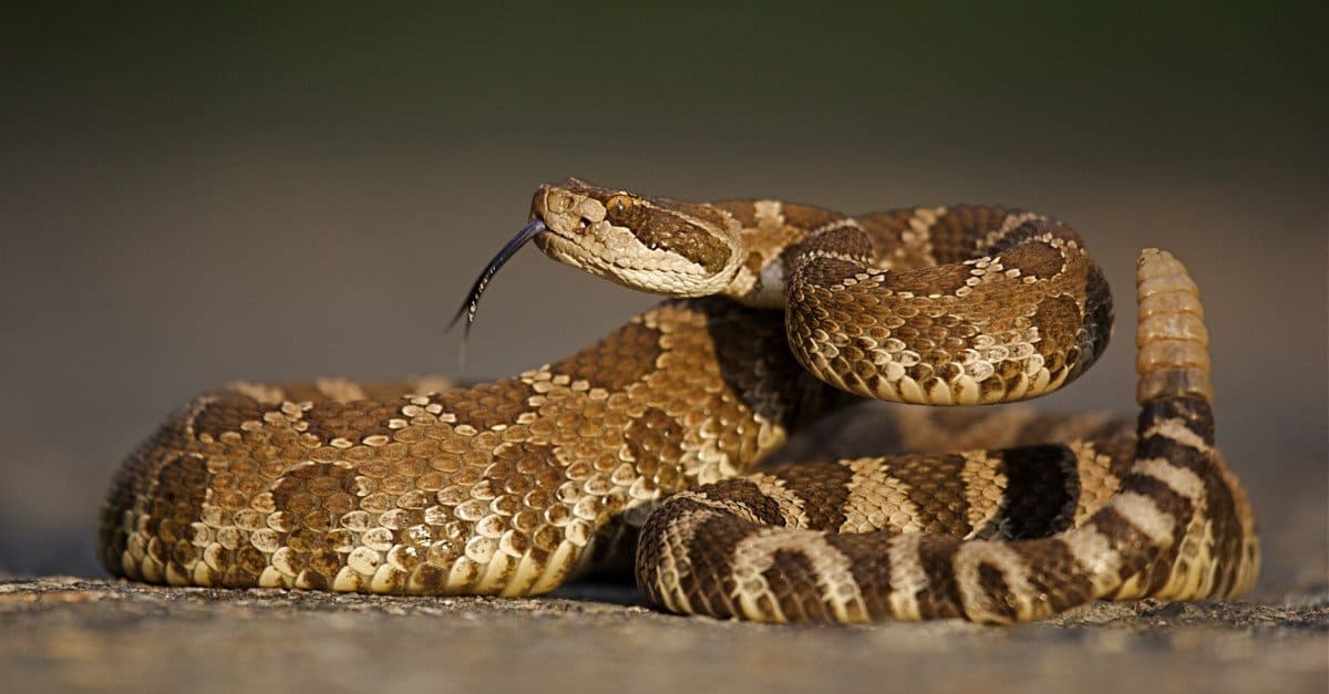 Incredible Rattlesnake Facts
