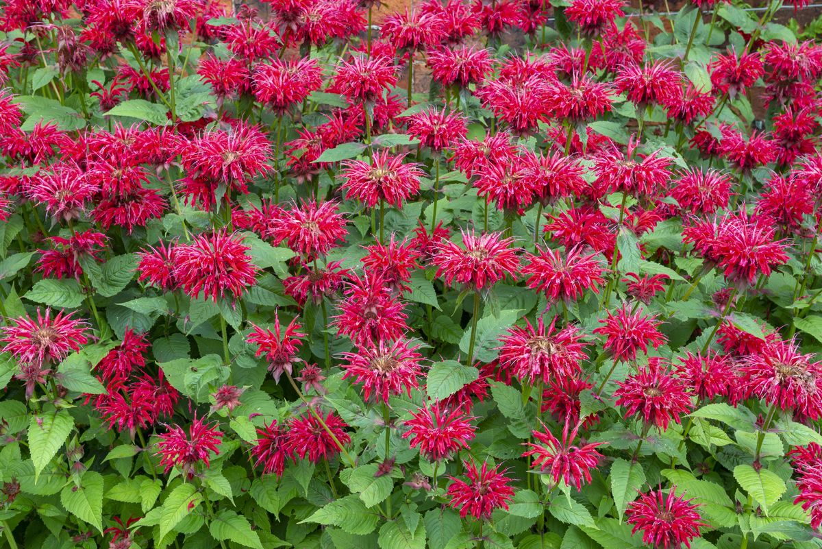 The 20 Most Beautiful Perennial Flowers to Plant in Your Garden