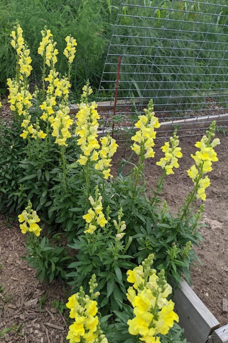 Easy Guide To Growing Snapdragons