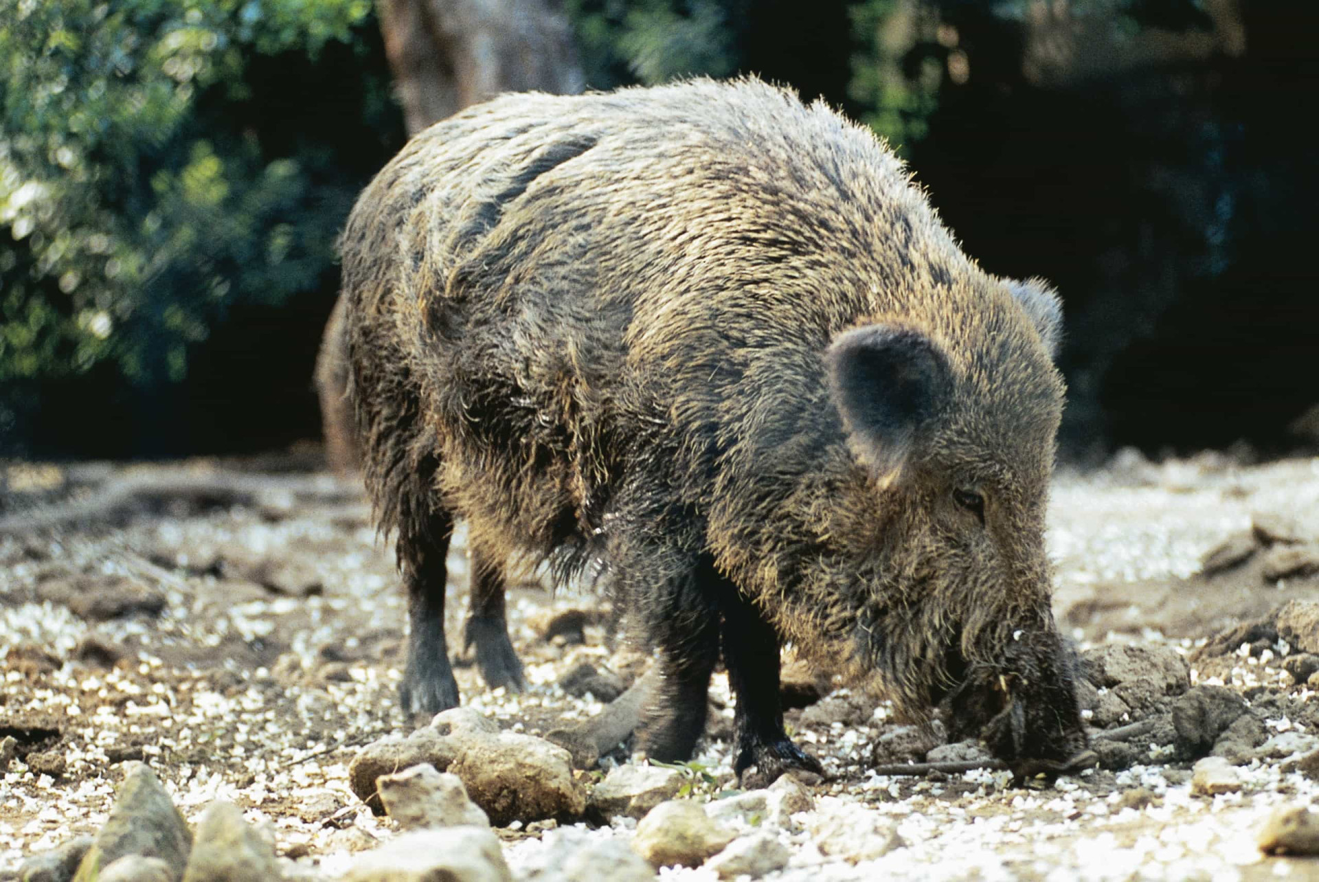 Chernobyl's legacy of radioactive animals