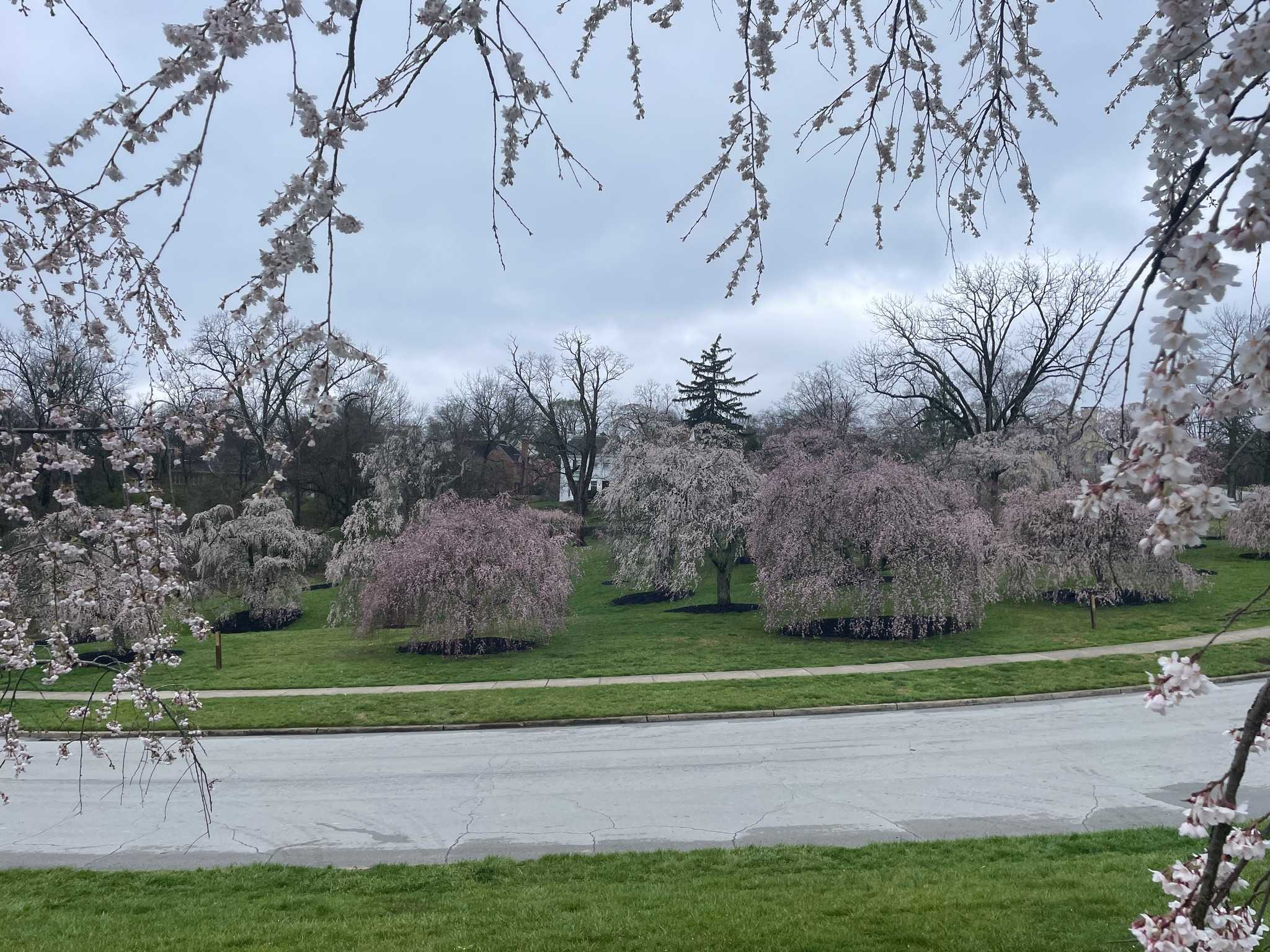 When will Cherry blossom trees at Ault Park be in peak bloom?