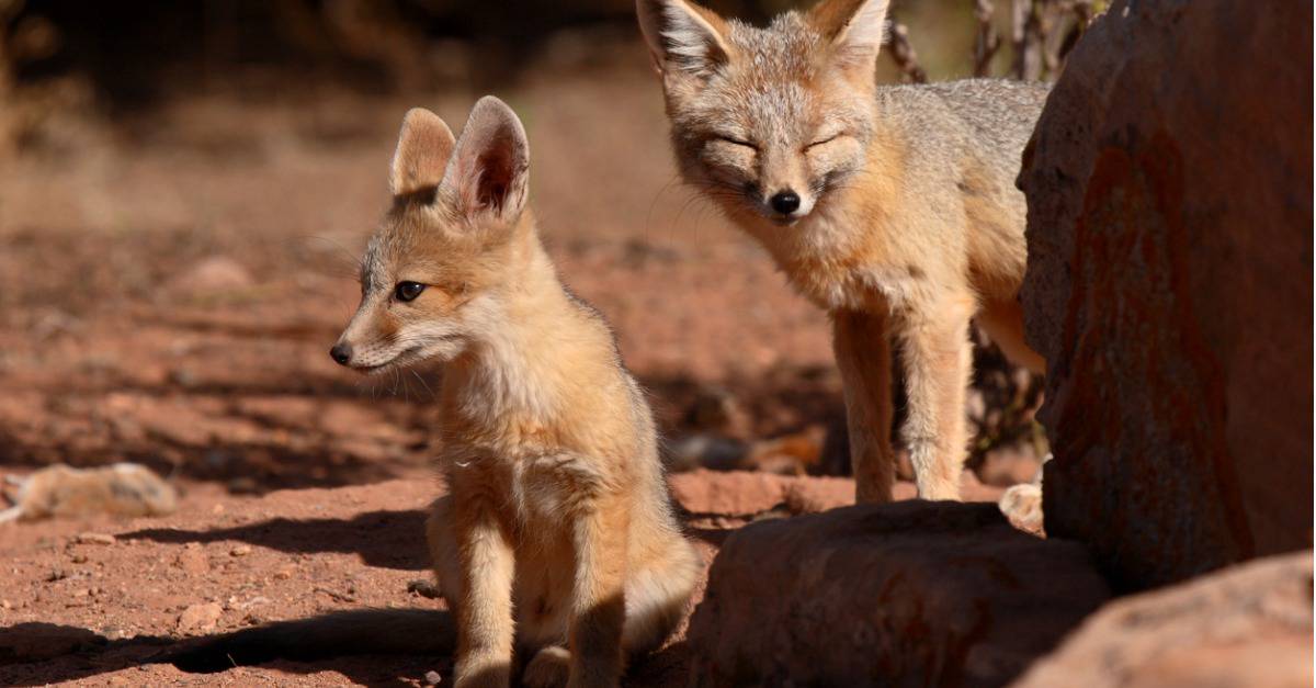 States with the Most Foxes in America