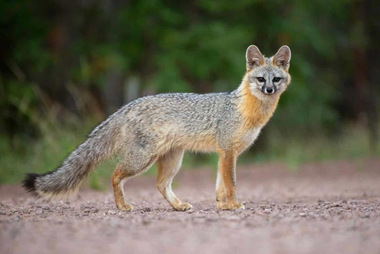Signs an animal could be infected with rabies