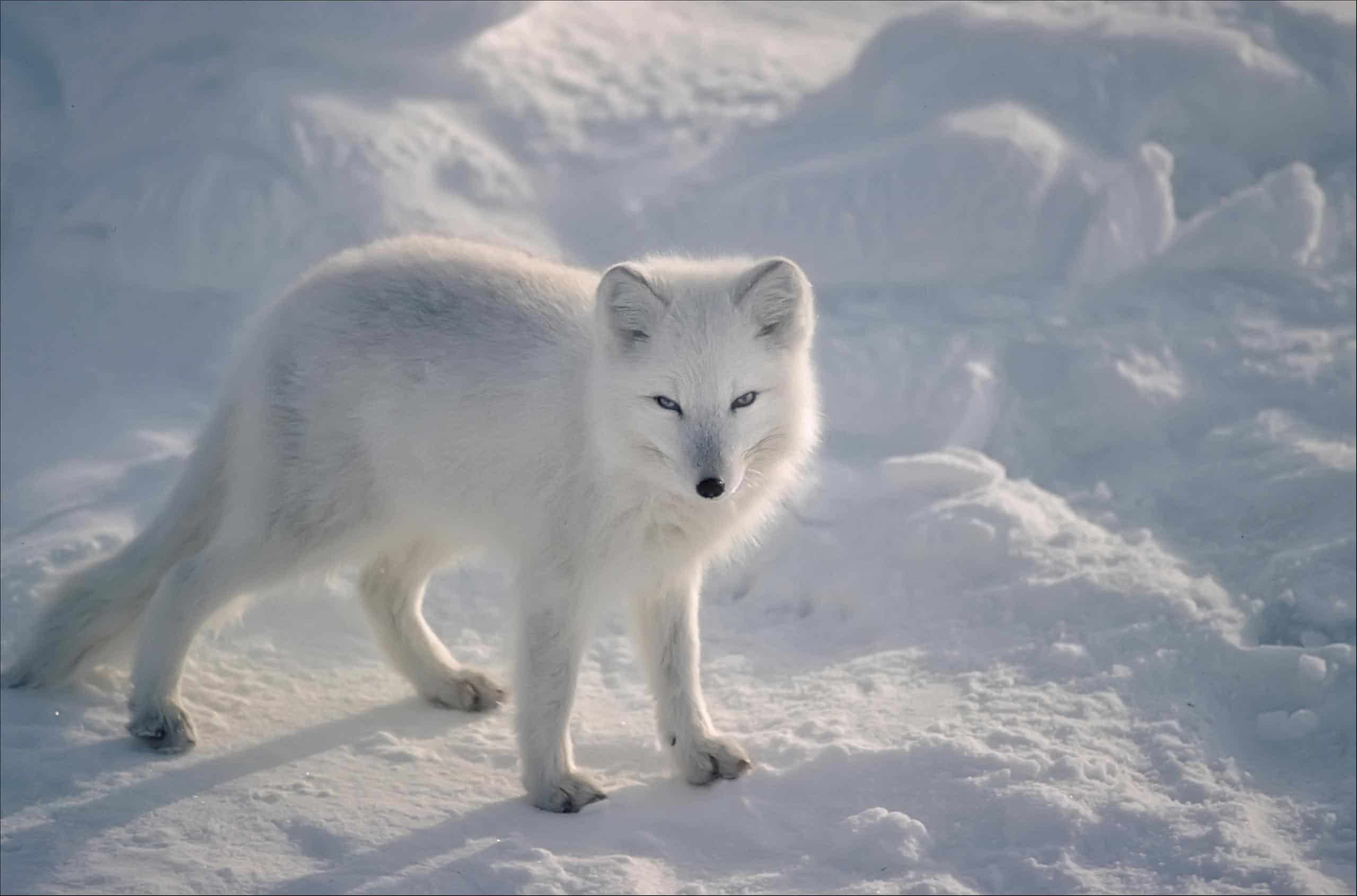 10 of the Toughest Animals on Earth
