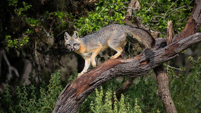 Climbing fox outruns Delaware’s old symbols—but why this animal, and ...