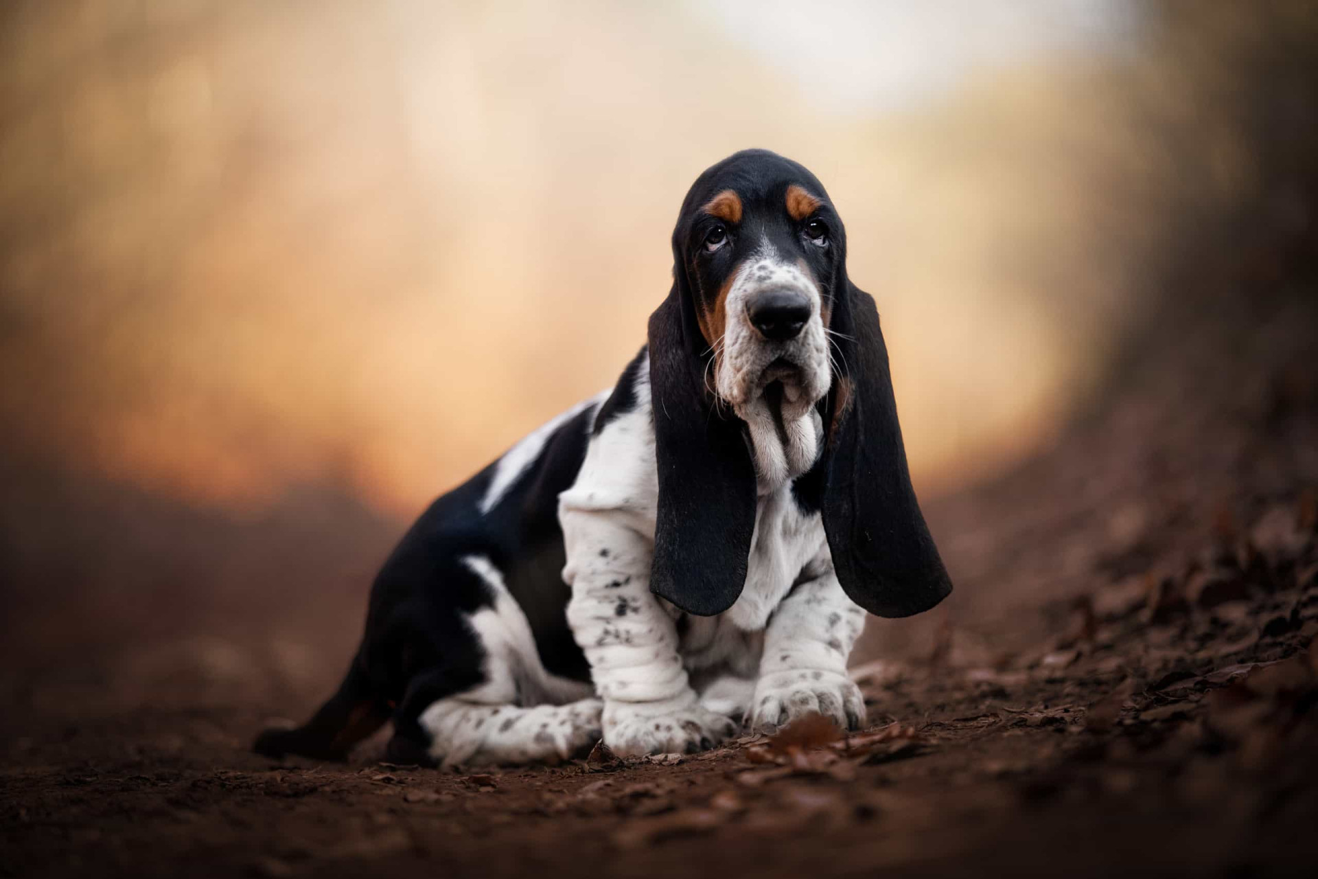 The fascinating histories behind the world's favorite dog breeds