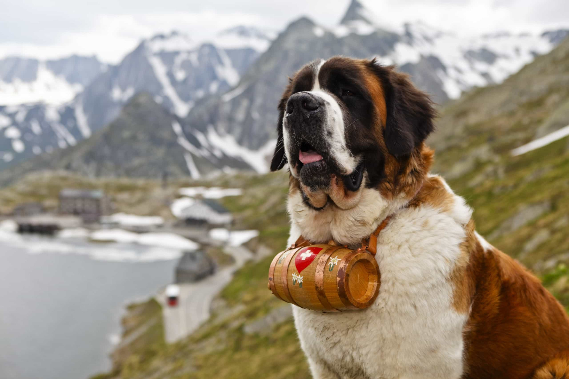 The stories behind the world's favorite dog breeds