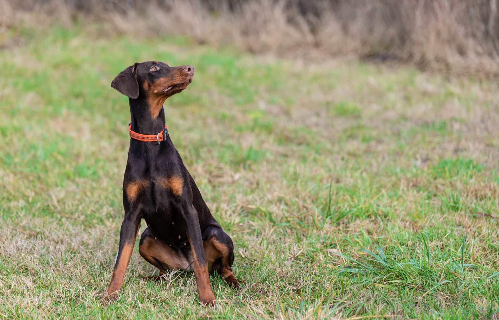 The fascinating histories behind the world's favorite dog breeds