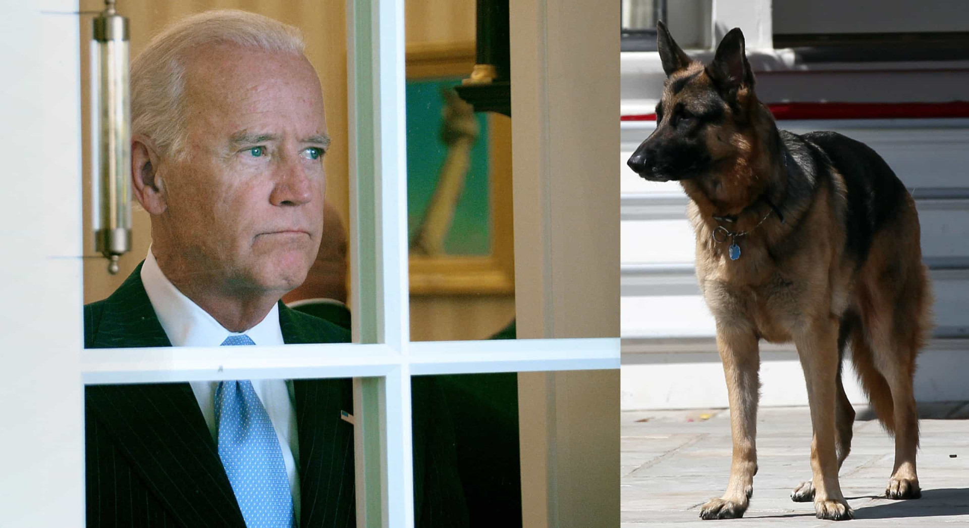 Meet the pawsidents: presidential pets and tales