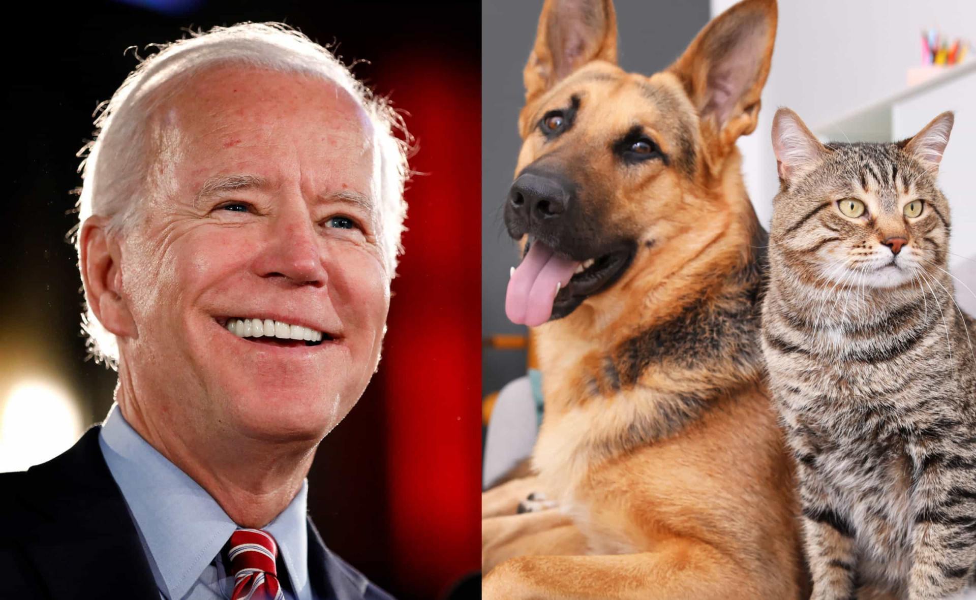 Meet the pawsidents: fun facts and odd stories about pets of presidents