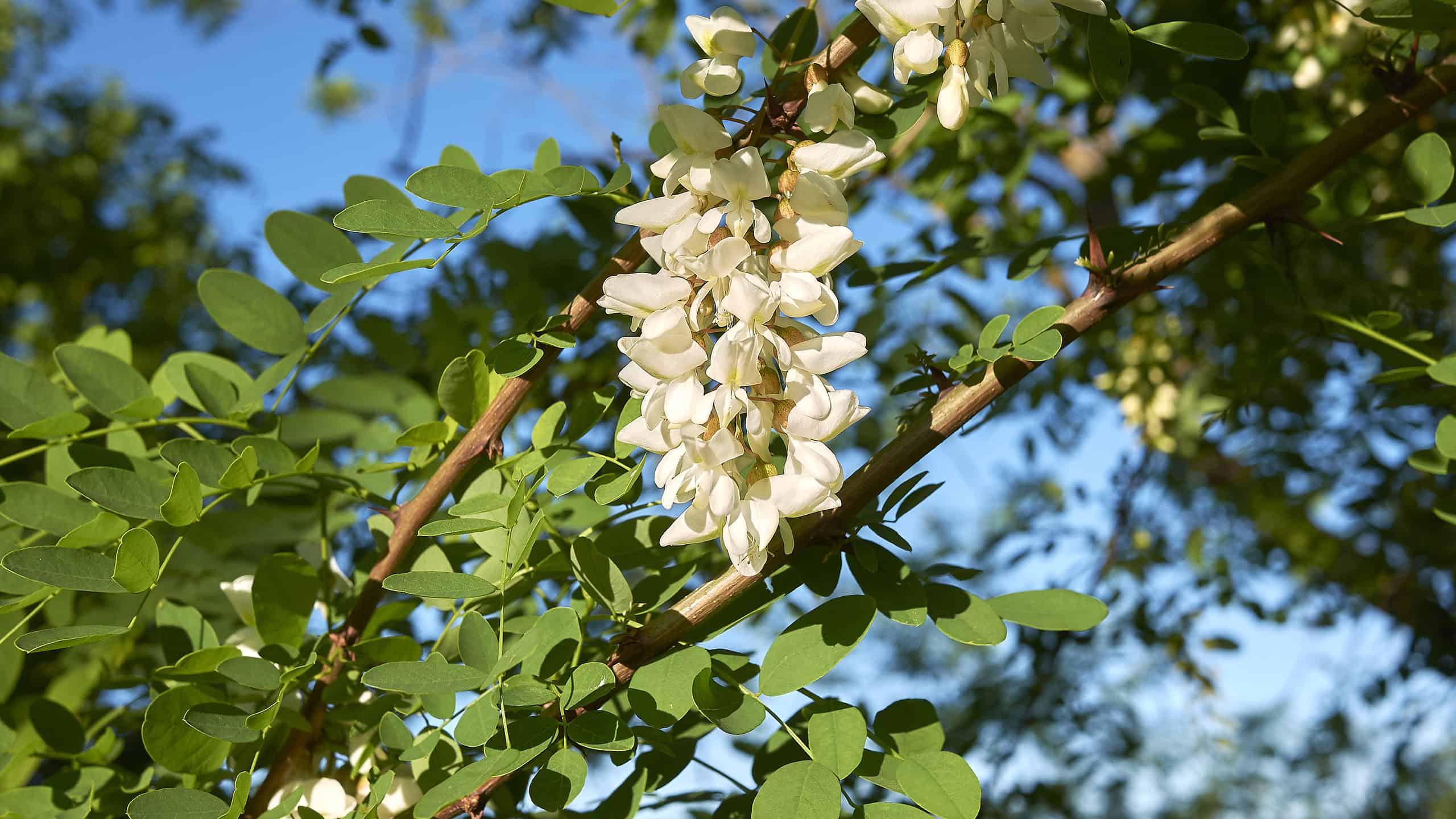 These Are the Most Photogenic Trees in the U.S.