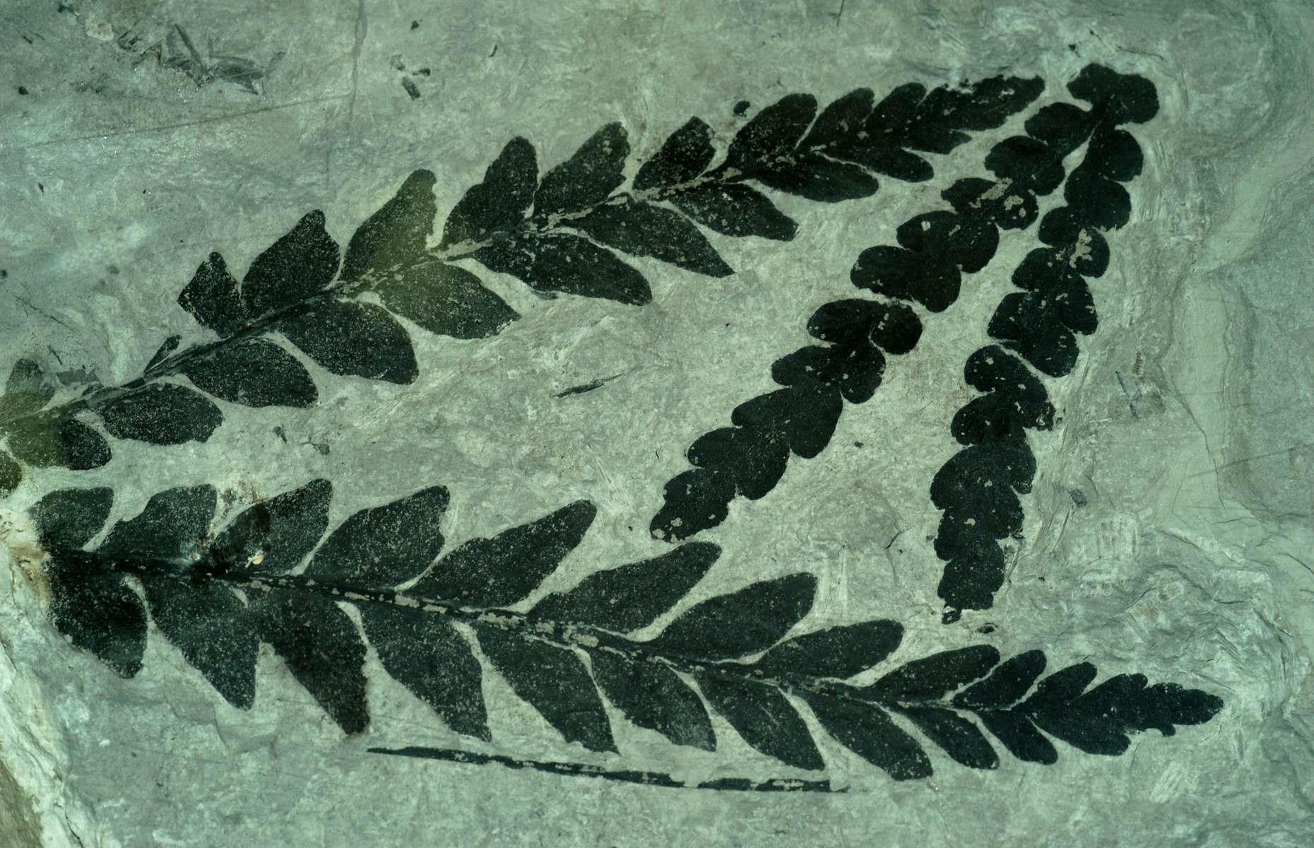 Secrets of the world's most mysterious continent might surprise you